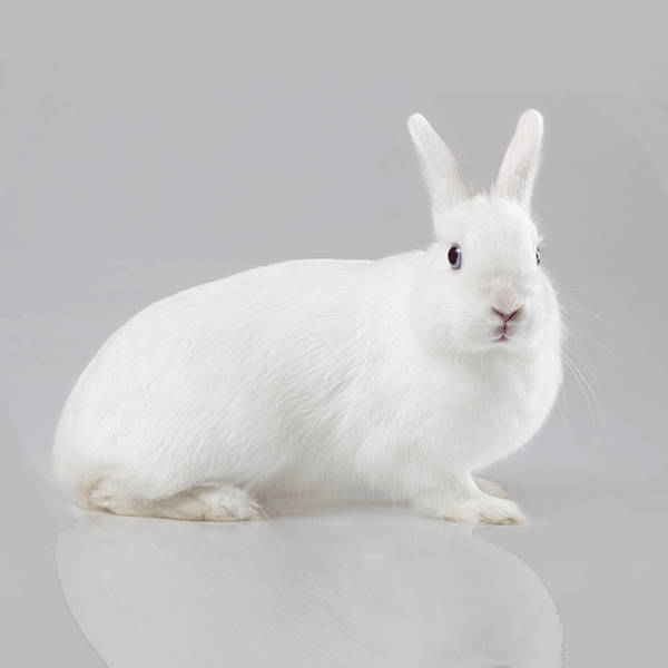 Rabbit Polyclonal Antibody Production Services - Ushelf