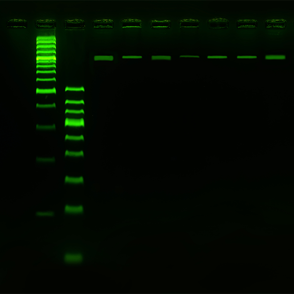 Spin Column for PCR Product Cleanup