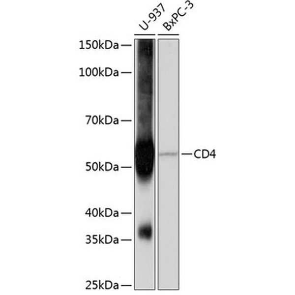 CD4 Rabbit mAb (A19018) | Abclonal | Ushelf