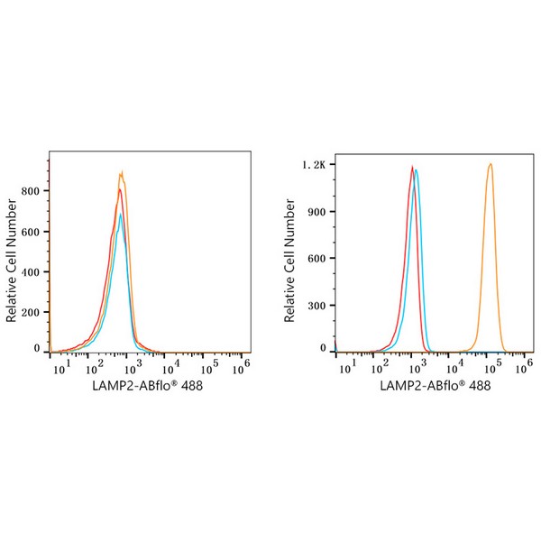 ABflo® 488 Rabbit anti-Human LAMP2 mAb (A22216) | Abclonal | Ushelf
