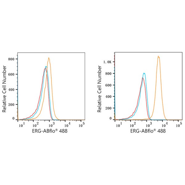 ABflo® 488 Rabbit anti-Human ERG mAb (A22496) | Abclonal | Ushelf