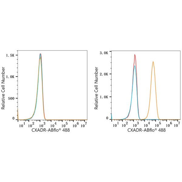 ABflo® 488 Rabbit anti-Human CAR/CXADR mAb (A22695) | Abclonal | Ushelf