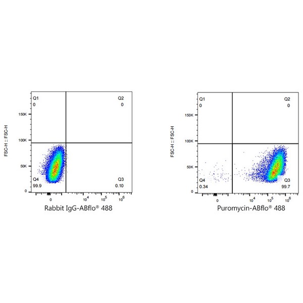 ABflo® 488 Rabbit anti-puromycin mAb (A23130) | Abclonal | Ushelf