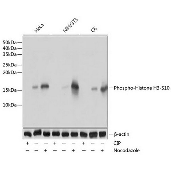 Phospho-Histone H3-S10 Rabbit mAb (AP0002) | Abclonal | Ushelf