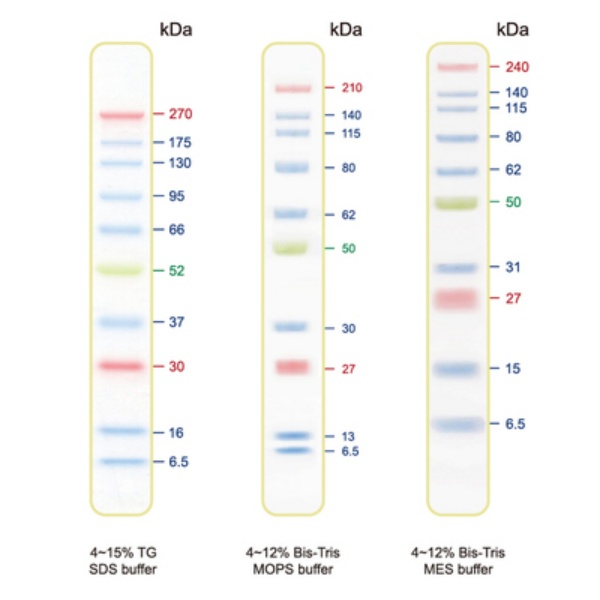 Blu10 Plus Prestained Protein Ladder (PMB01-0500) | BIO-HELIX | Ushelf
