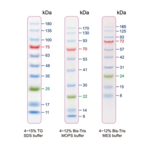 Blu10 Prestained Protein Ladder / BlueRAY Prestained Protein Ladder（10 ...