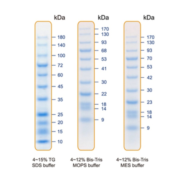 Blu11 Prestained Protein Ladder / BlueAQUA Prestained Protein Ladder（10 ...