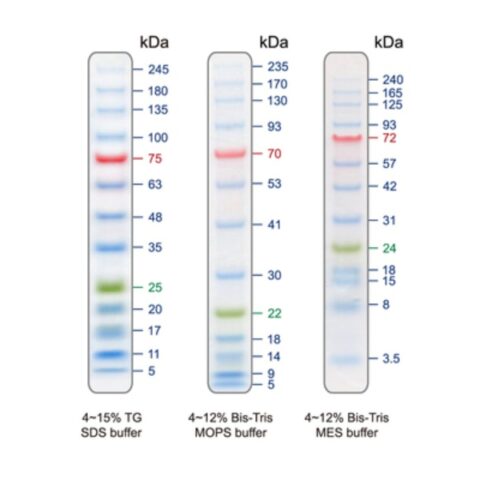 Blu13 Prestained Protein Ladder / BLUelf Prestained Protein Ladder（5 to ...
