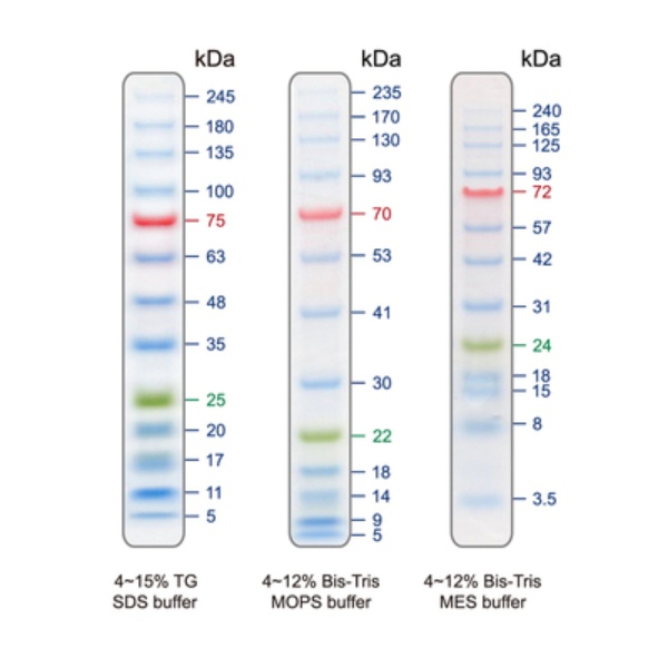Blu13 Prestained Protein Ladder / BLUelf Prestained Protein Ladder（5 to ...