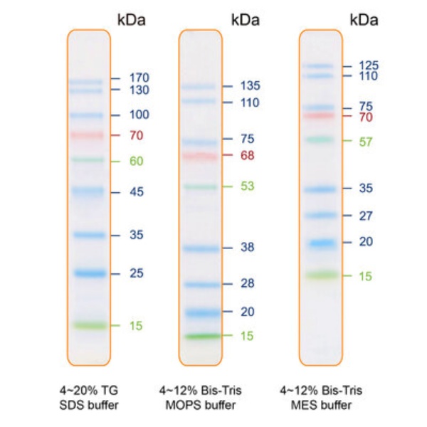 IRIS9 Plus Prestained Protein Ladder (PMI09-0500) | BIO-HELIX | Ushelf