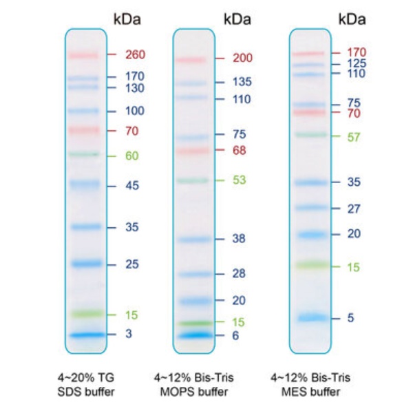 IRIS11 Prestained Protein Ladder (PMI11-0500) | BIO-HELIX | Ushelf