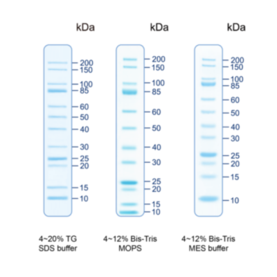 UNveil Unstained Protein Ladder（10 to 200 kDa） (PMU12-0500) | BIO-HELIX ...