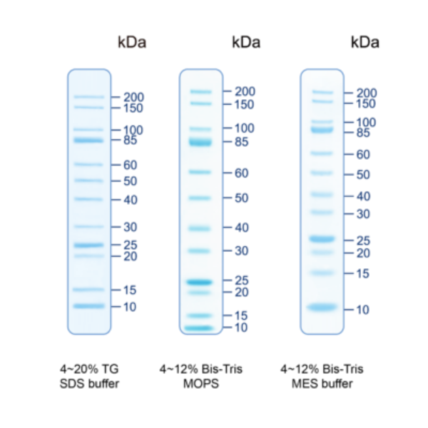 UNveil Unstained Protein Ladder（10 to 200 kDa） (PMU12-0500) | BIO-HELIX ...