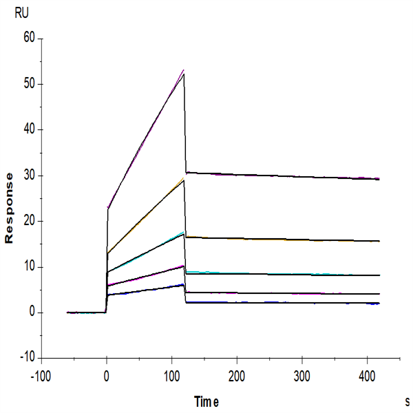 Biotinylated Human ANGPTL2/Angiopoietin-like 2 Protein (ANG-HM4L2B ...