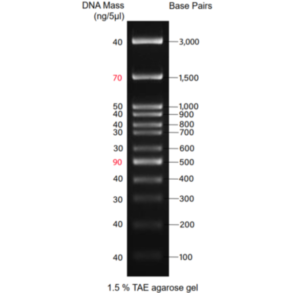 BH 100bp DNA Ladder H3 RTU（100-3,000 bps） (DM003-R500) | BIO-HELIX | Ushelf