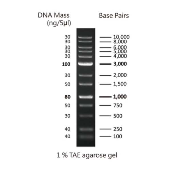 BH 1Kb plus DNA Ladder RTU（100-10,000 bps） (DM015-R500) | BIO-HELIX | Ushelf