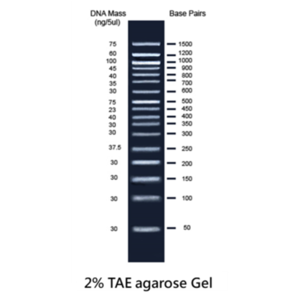 BH 50bp plus DNA Ladder RTU（50 – 1,500 bps） (DM017-R500) | BIO-HELIX | Ushelf