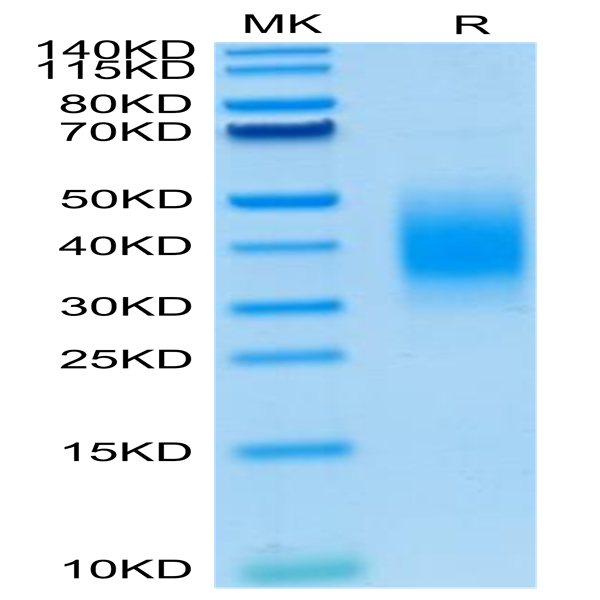 Mouse BTLA Protein (BTL-MM101) | KACTUS Biosystems | Ushelf