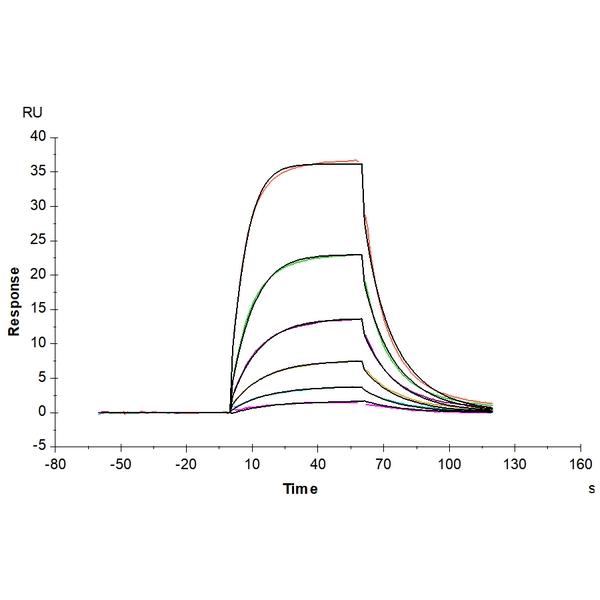 Human Alkaline phosphatase (Intestinal type) /ALPI Protein (APE-HM101 ...