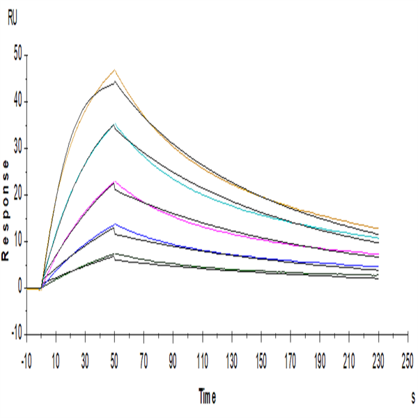 Human IL-5 Protein (IL5-HM401) | KACTUS Biosystems | Ushelf