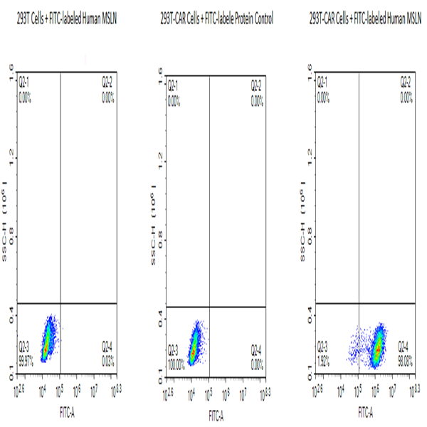 FITC-Labeled Human MSLN/Mesothelin Protein (MSL-HM280F) | KACTUS ...