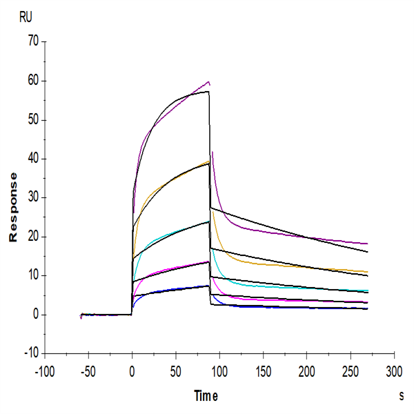 Human Nectin-1/PVRL1/CD111 Protein (NEC-HM401) | KACTUS Biosystems | Ushelf