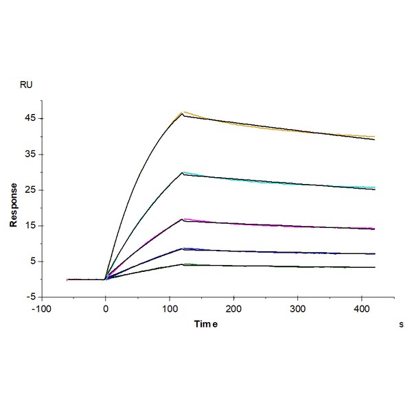 Human ACE2/ACEH Protein (ACE-HM401) | Ushelf