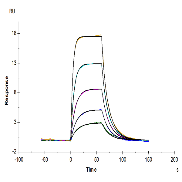 Mouse uPAR/PLAUR isoform 1 Protein (PAR-MM401) | KACTUS Biosystems | Ushelf