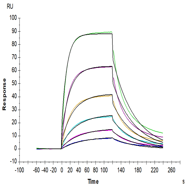 Biotinylated Mouse PD-1/PDCD1 Protein (Primary Amine Labeling) (PD1 ...