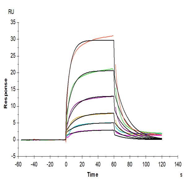 Human TYRO3 Protein (TYR-HM103) | KACTUS Biosystems | Ushelf