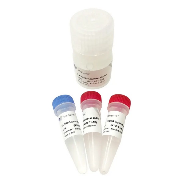 T4 DNA Ligase (Rapid) (N103-01) | Vazyme | Ushelf