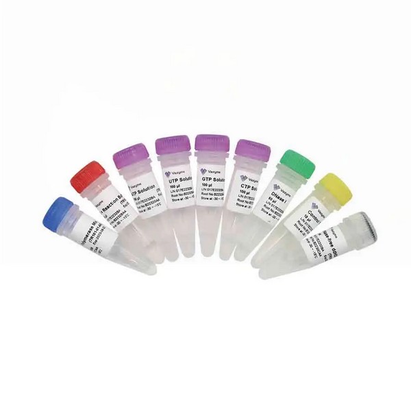 T7 High Yield RNA Transcription Kit (TR101) | Vazyme | Ushelf