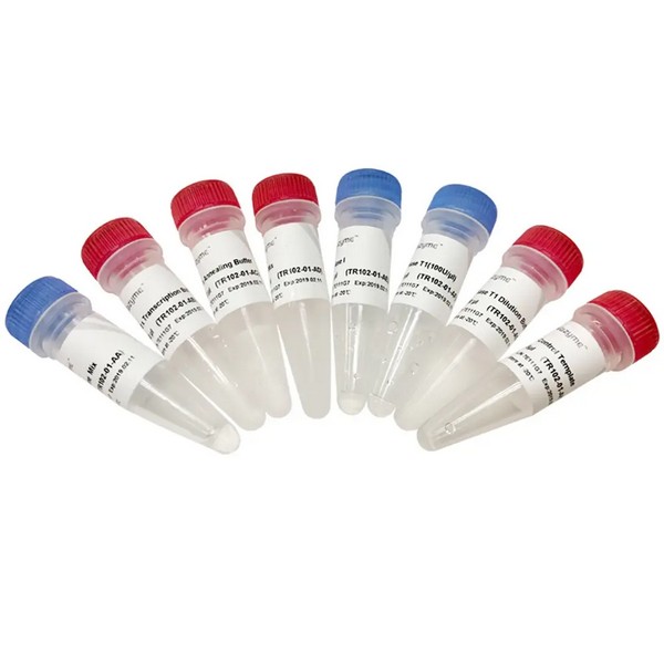 T7 RNAi Transcription Kit (TR102) | Vazyme | Ushelf