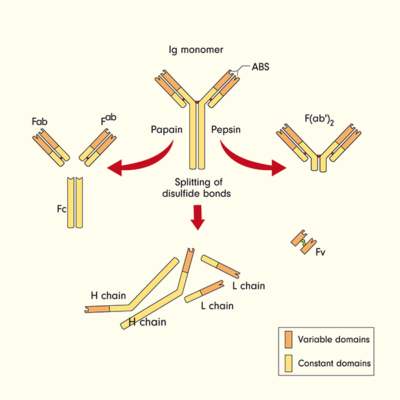 Human IgG1 Isotype Control Antibody(Clone: 4F17m) | Ushelf